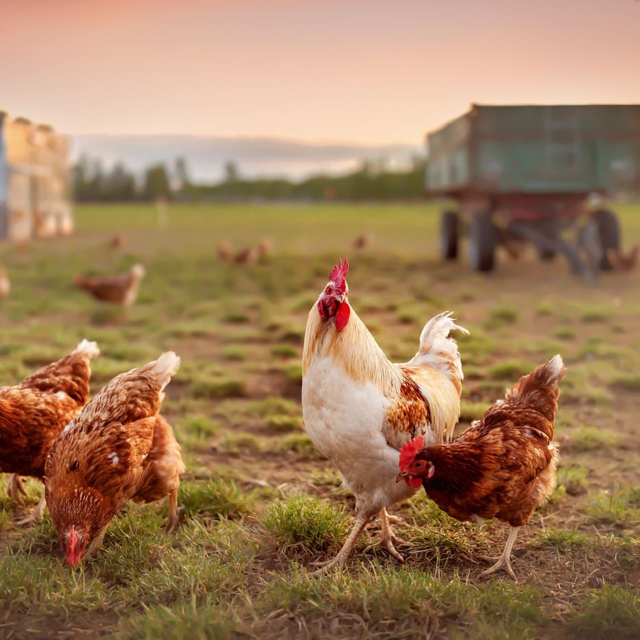 Norfolk Poultry Farm Hit by Cyber-Attack | SC Media UK