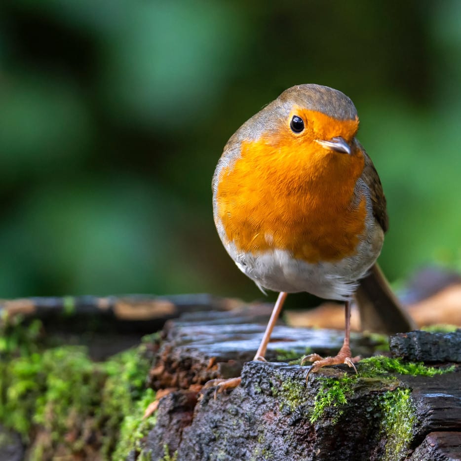 Evolving Raspberry Robin IAB Operations Uncovered | SC Media UK