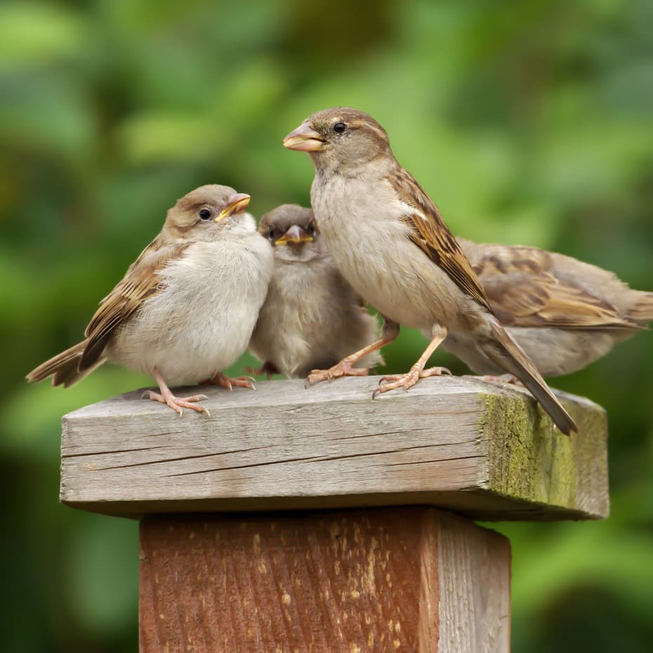 FamousSparrow Revived with Attacks on American Targets | SC Media UK