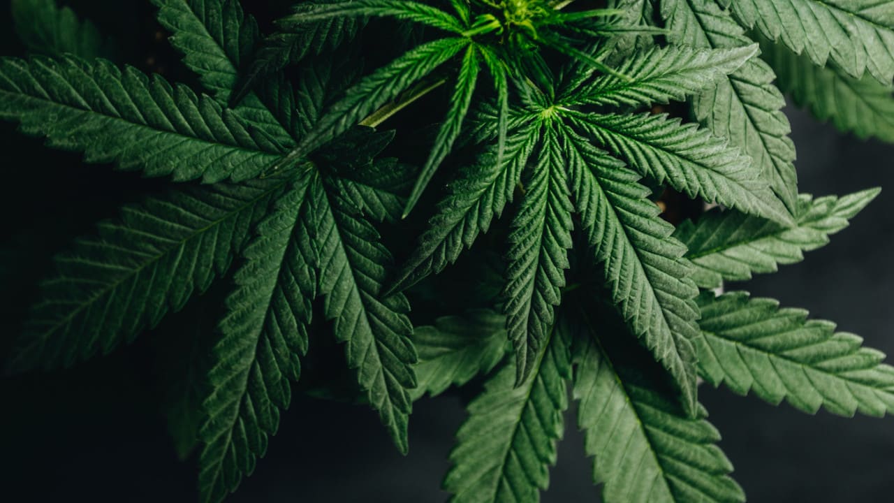 Unsecured Medical Marijuana Patient Databases Expose Almost One Million ...